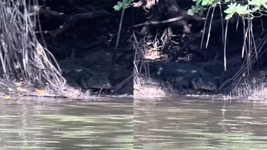Crocodilo Gigante Lolong Lolong Is Largest Croc In The World | The