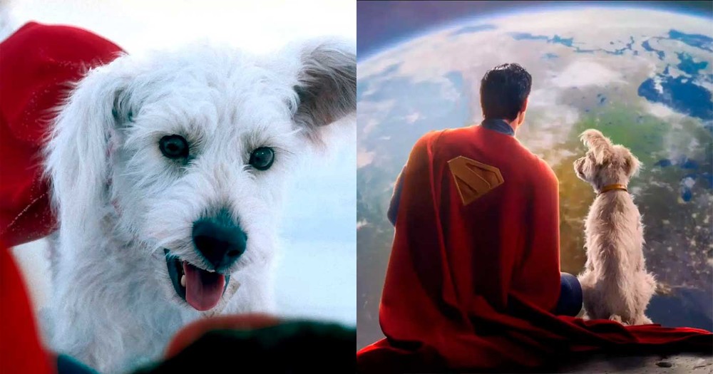 Krypto, grande estrela do primeiro trailer de 'Superman', é um cão de ...