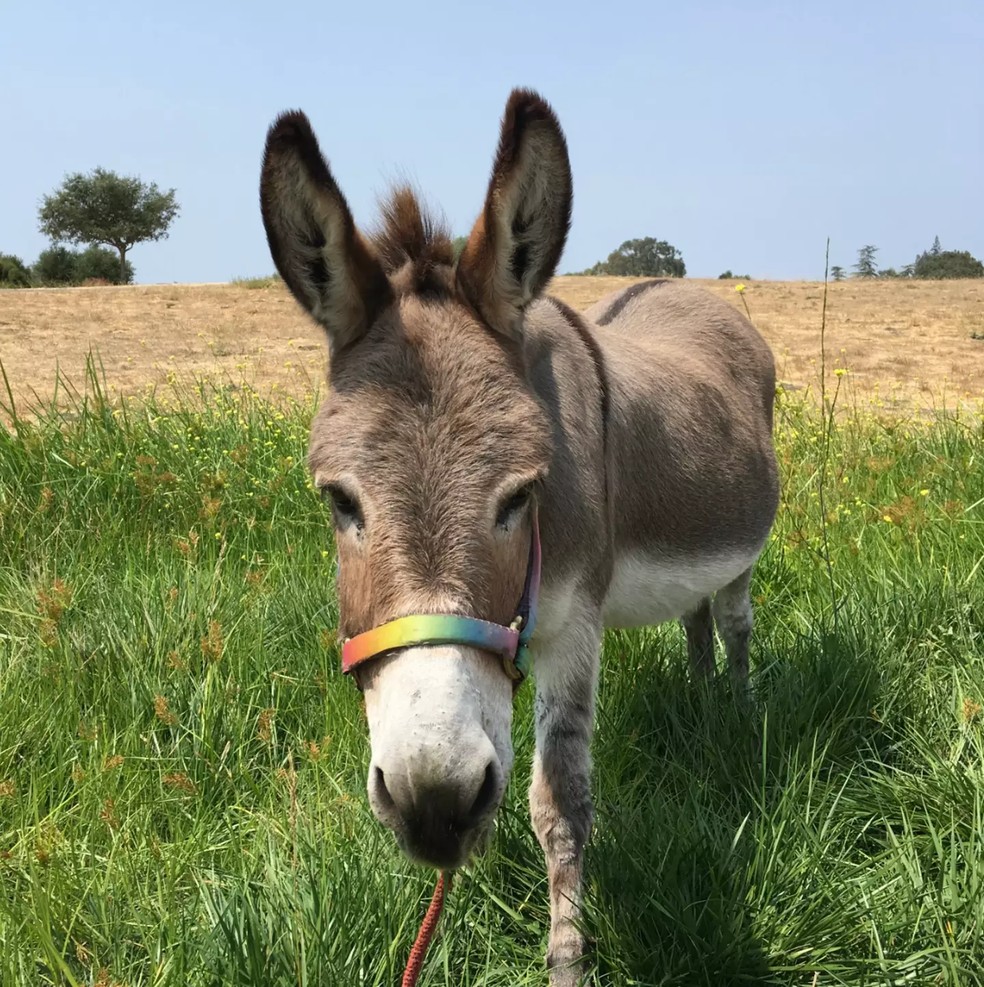 Burro que inspirou personagem de 'Shrek' recebe prêmio de mais de 50 ...