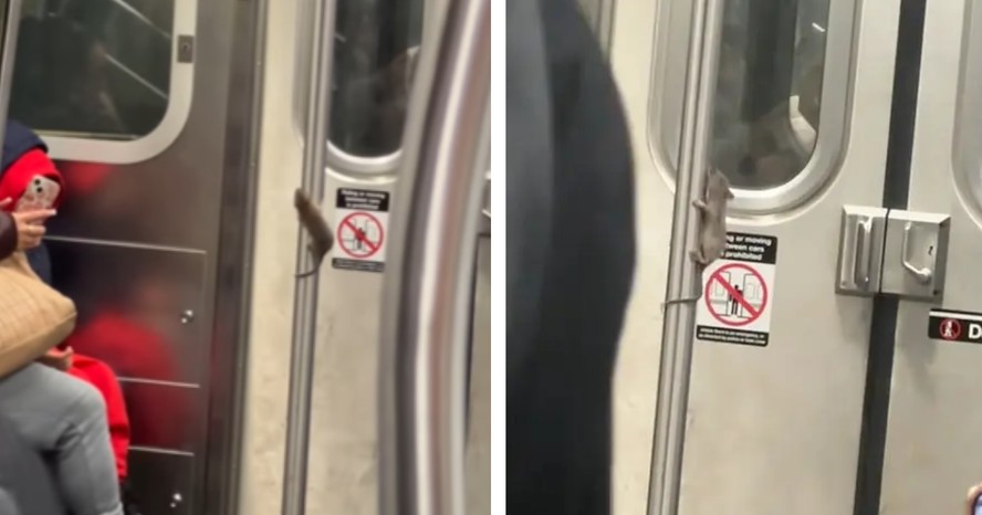 Rato faz 'pole dance' no metrô de Nova York e viraliza nas redes ...