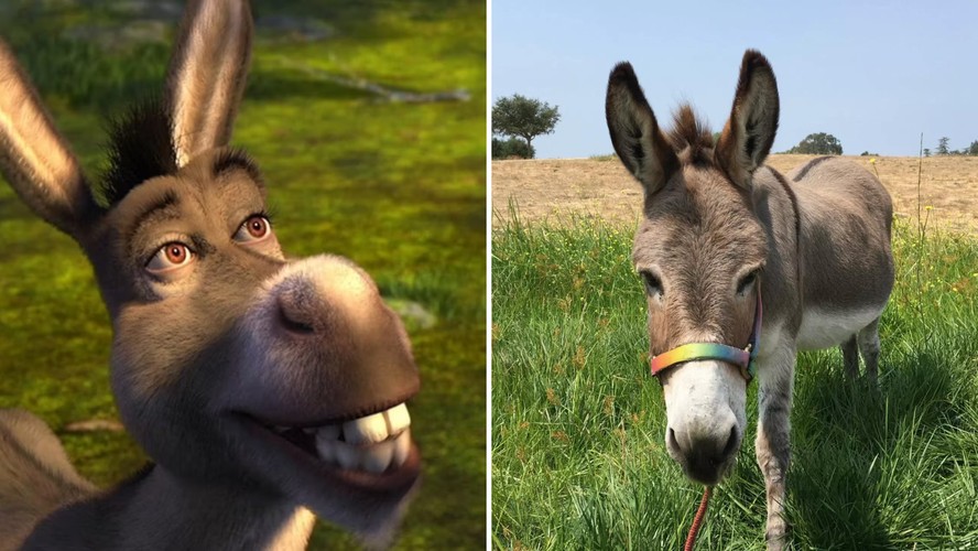 Burro que inspirou personagem de 'Shrek' recebe prêmio de mais de 50 ...