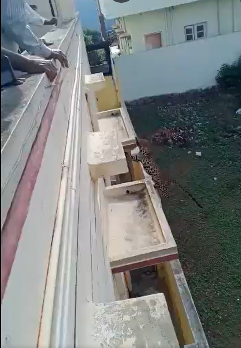 Vídeo aterrorizante mostra leopardo atacando e derrubando motociclista ...