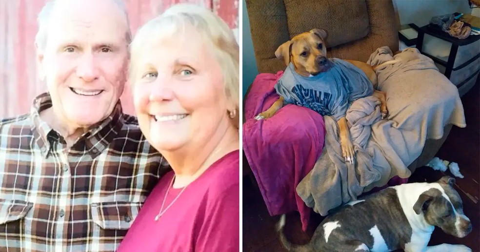 Processo revela que pitbulls que mataram idosa nos EUA tinham cocaína ...