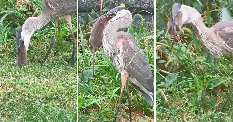 Garça é flagrada em vídeo devorando rato inteiro em pleno Central Park ...