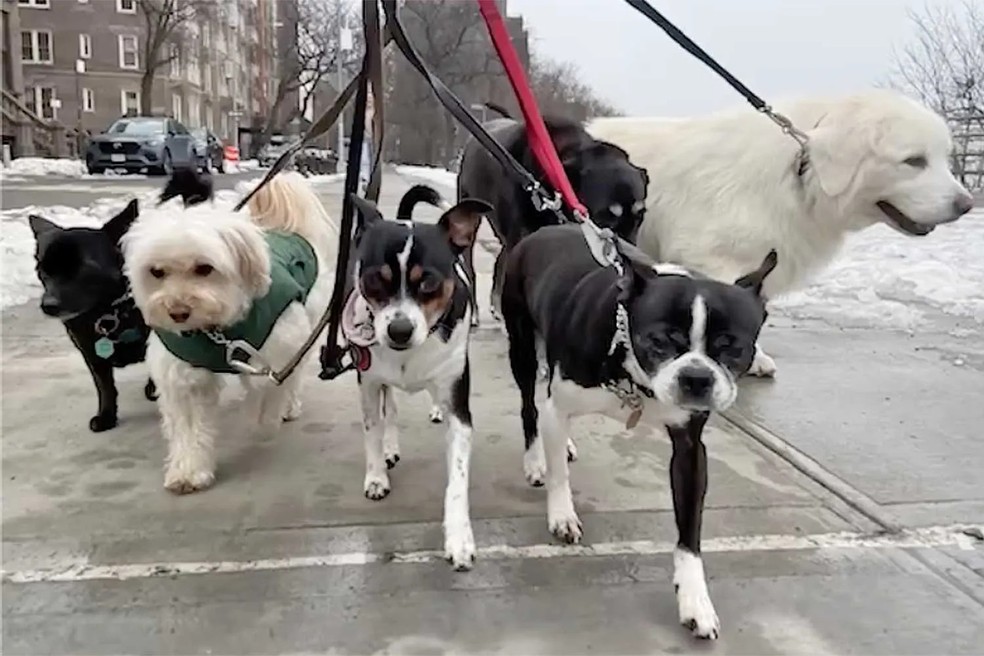 Matt Damon mostra os cinco cachorros de rua que adotou junto com a ...