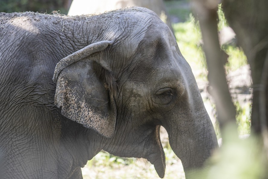 Elefanta de caso polêmico sobre direitos dos animais desaparece em zoo ...