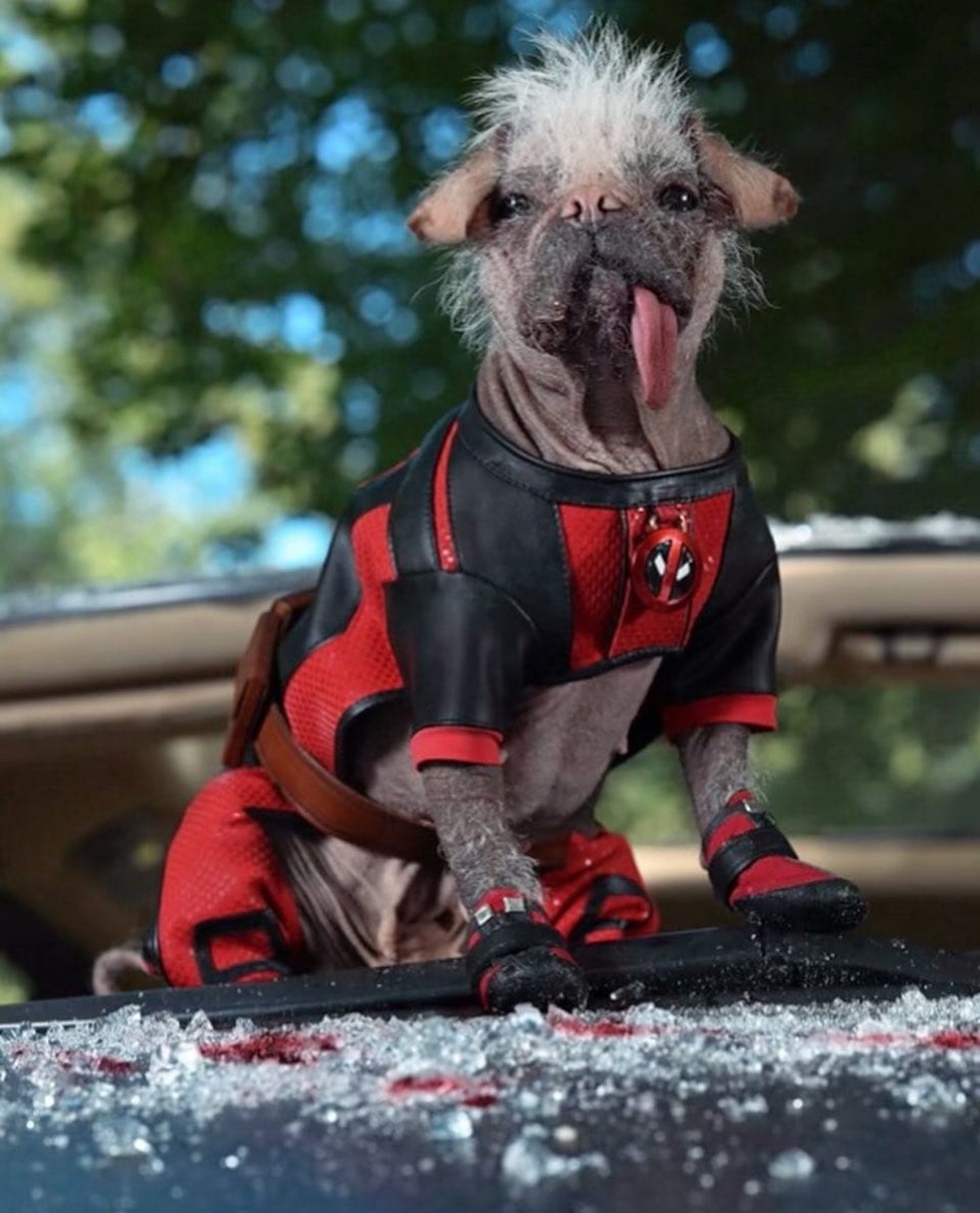Cachorrinha 'feiosa' que será estrela de 'Deadpool & Wolverine' ao lado ...