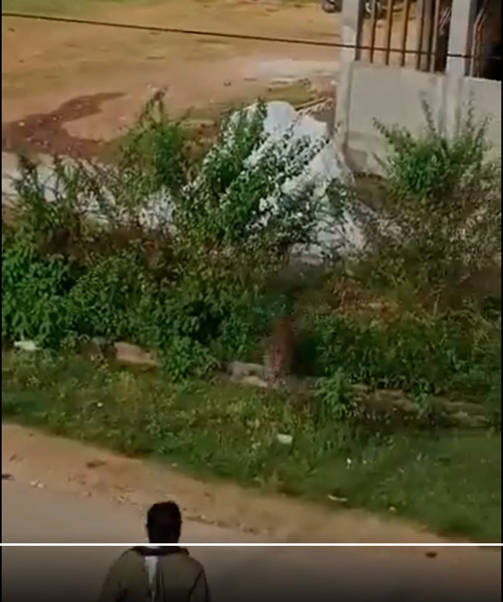 Vídeo aterrorizante mostra leopardo atacando e derrubando motociclista ...